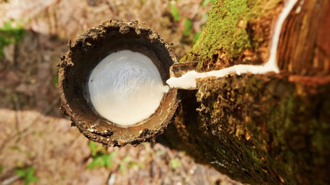 Rubber Industry in Vietnam's Supply Chain